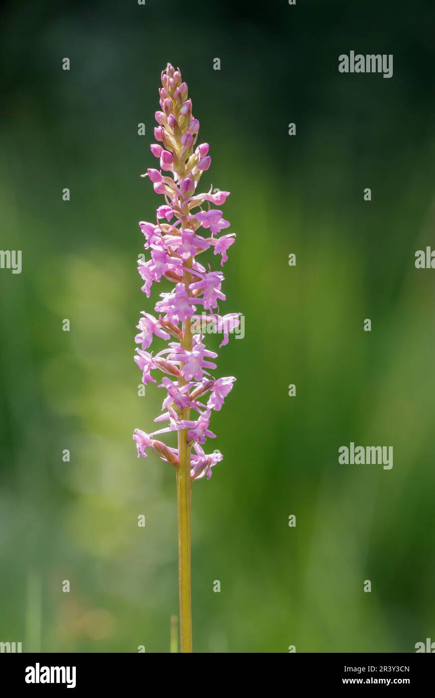Gymnadenia conopsea, known as Fragant orchid, Marsh fragant orchid ...