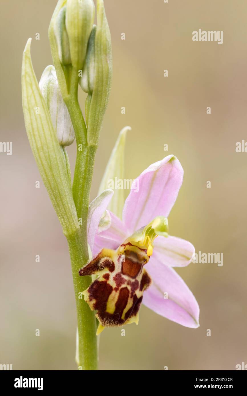 Ophrys apifera, ssp. friburgensis, known as the Bee orchid Stock Photo ...