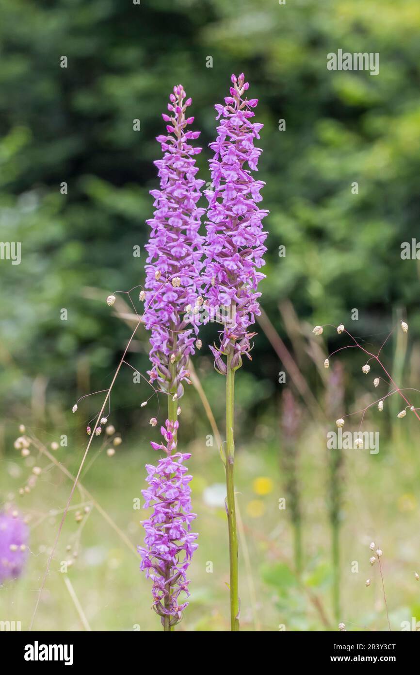 Gymnadenia conopsea, known as Fragant orchid, Marsh fragant orchid ...