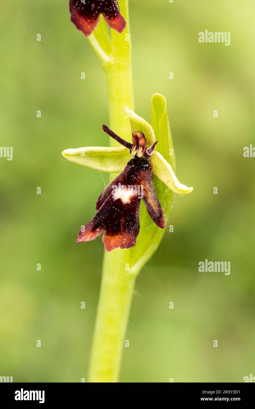Ophrys insectifera, known as Fly orchid, Insect-bearing ophrys Stock ...