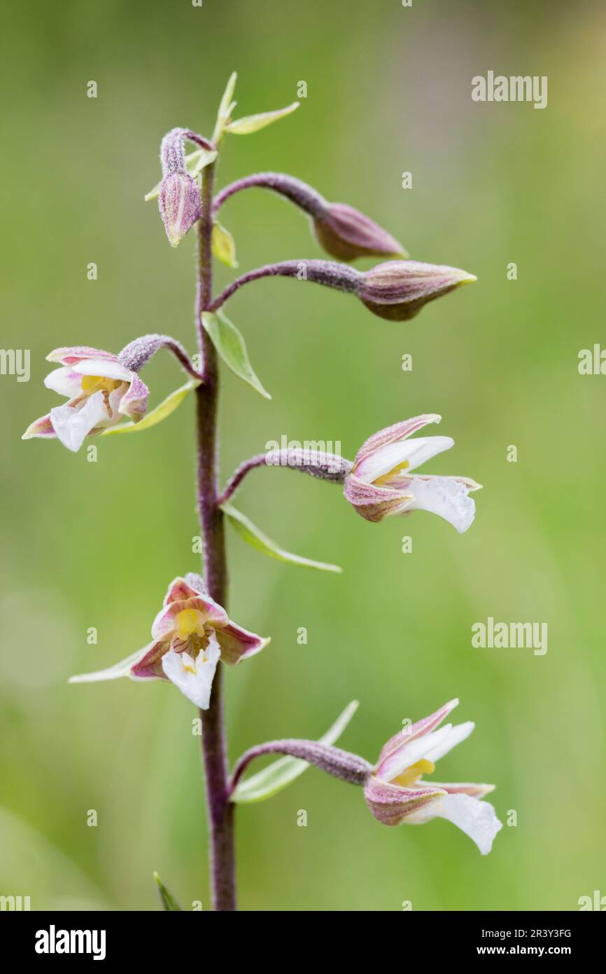 Epipactis palustris, commonly known as the Marsh helleborine Stock ...