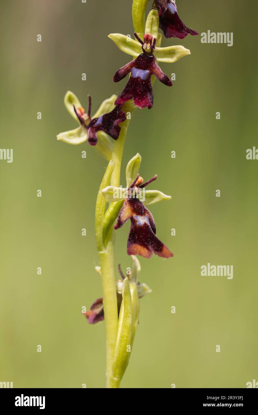 Ophrys insectifera, known as Fly orchid, Insect-bearing ophrys Stock ...