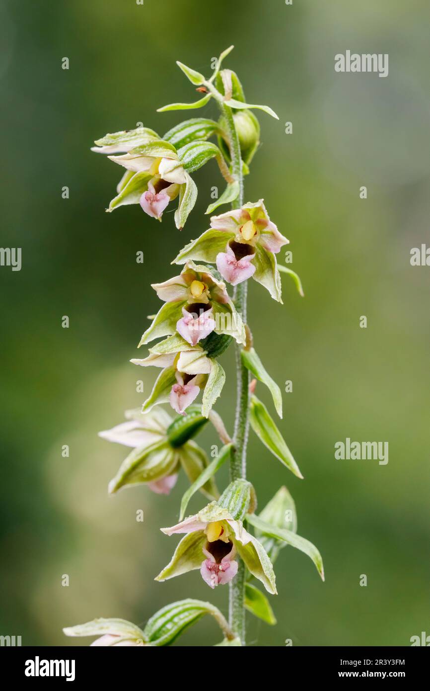 Gra ne waldstendel hi-res stock photography and images - Alamy