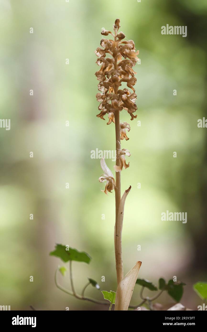Neottia nidus-avis, known as the Bird's-nest orchid Stock Photo - Alamy