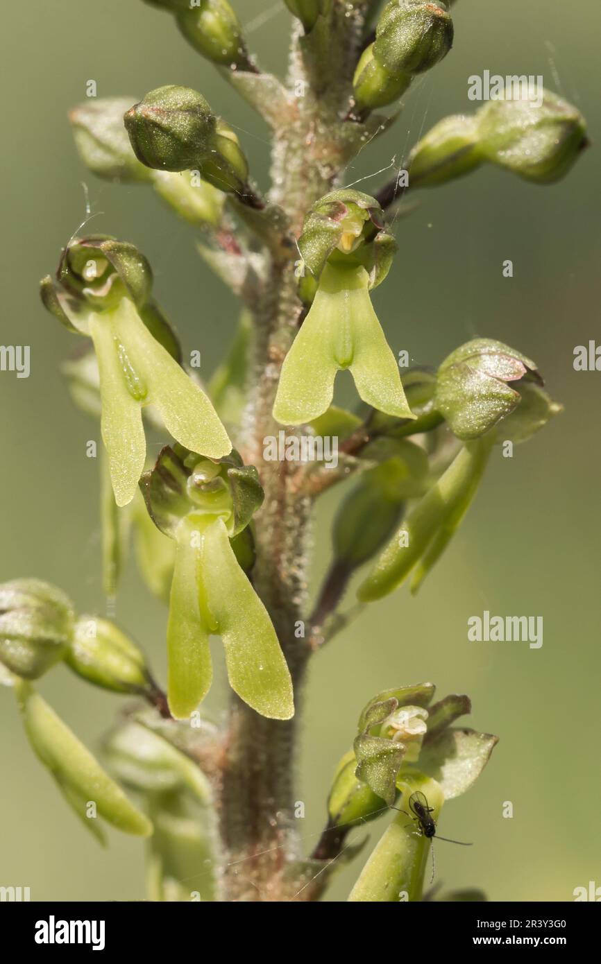 Egg leaf twayblade hi-res stock photography and images - Alamy