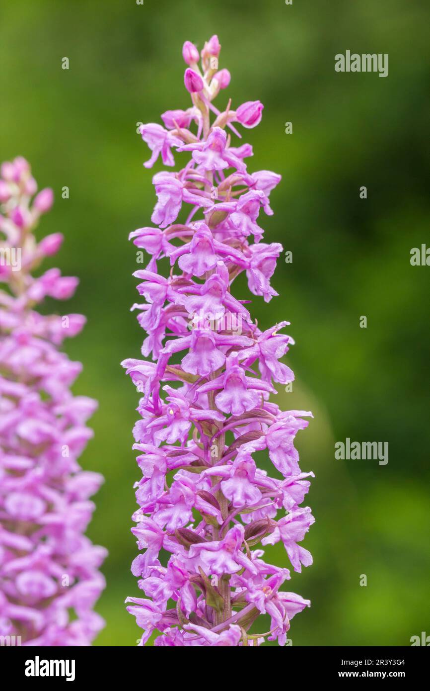 Gymnadenia conopsea, known as Fragant orchid, Marsh fragant orchid ...