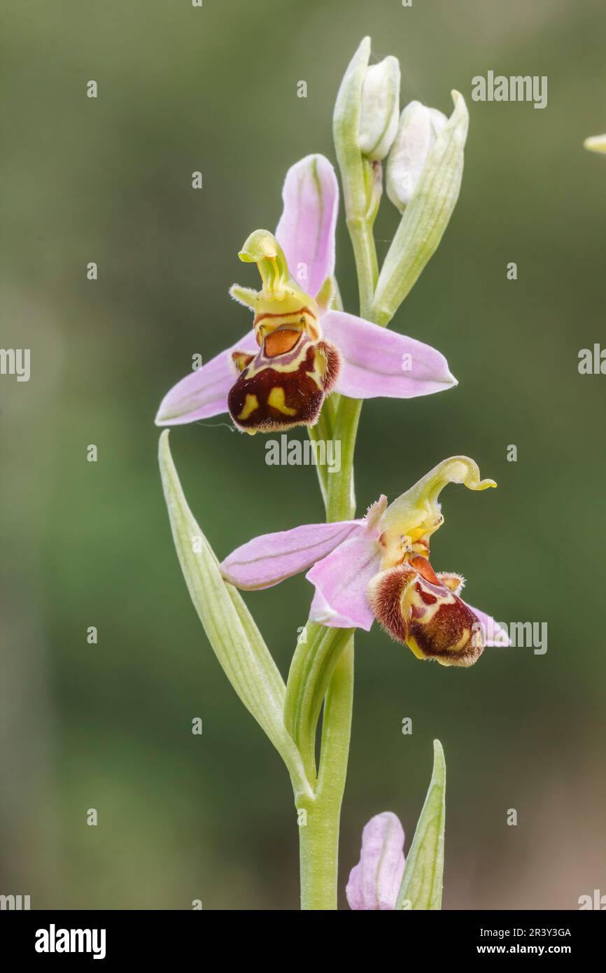 Ophrys apifera, known as the Bee orchid Stock Photo - Alamy