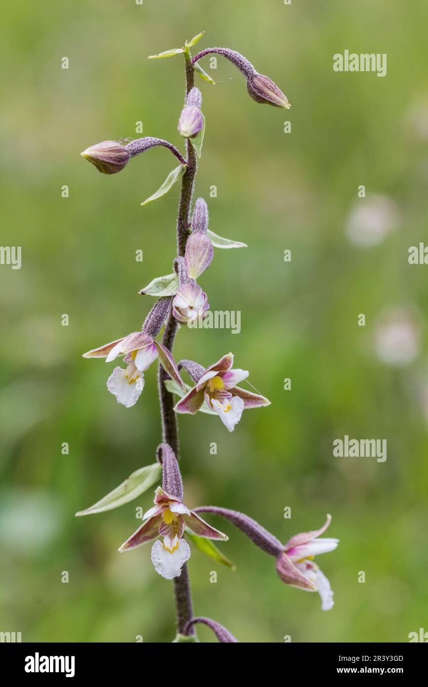 Epipactis palustris, commonly known as the Marsh helleborine Stock ...