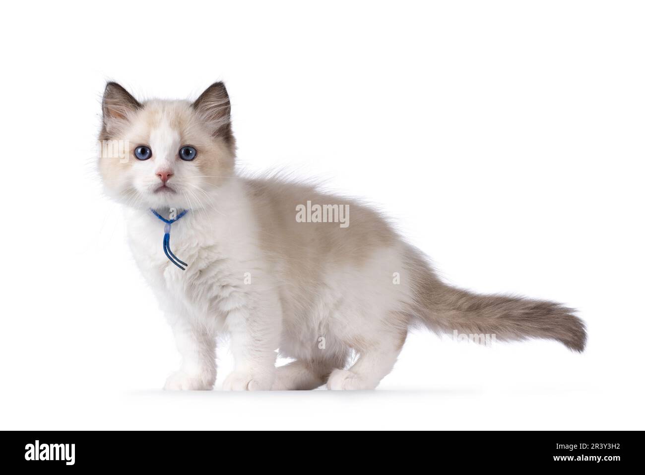 Cute bicolor Ragdoll cat kitten, standing side ways. Looking towards ...