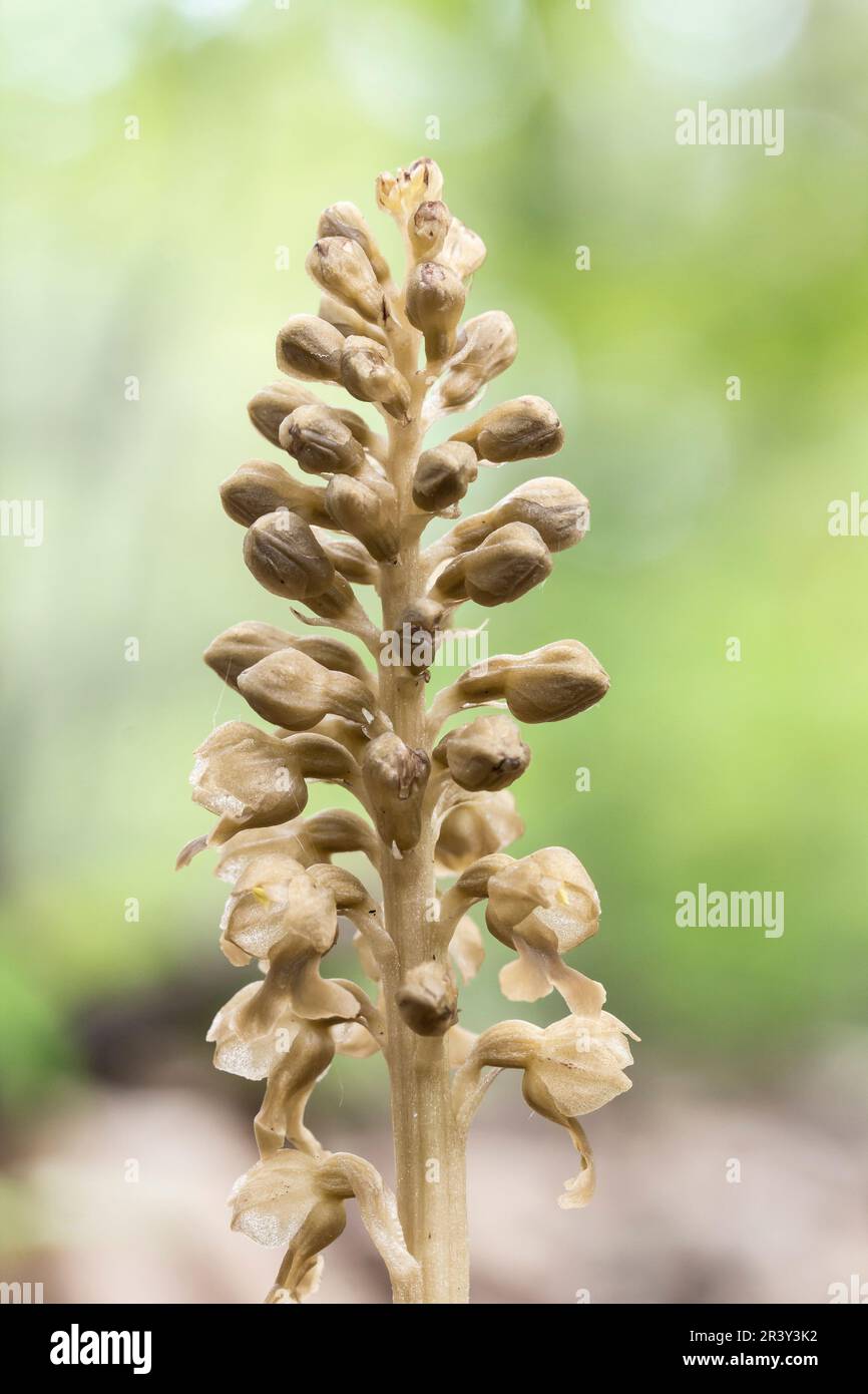 Neottia nidus-avis, known as the Bird's-nest orchid Stock Photo - Alamy