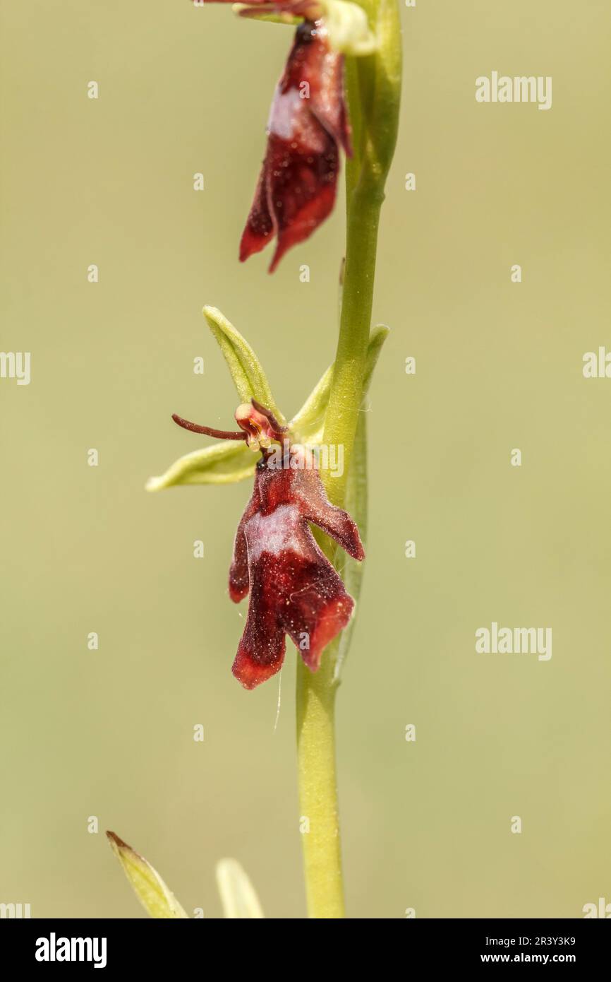 Ophrys insectifera, known as Fly orchid, Insect-bearing ophrys Stock ...