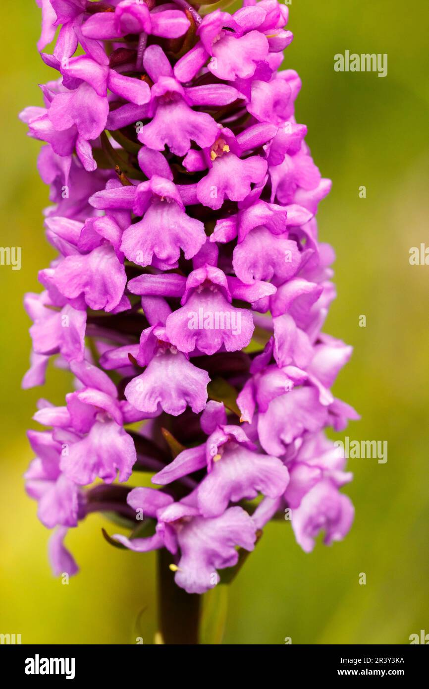 Gymnadenia conopsea, known as Fragant orchid, Marsh fragant orchid ...