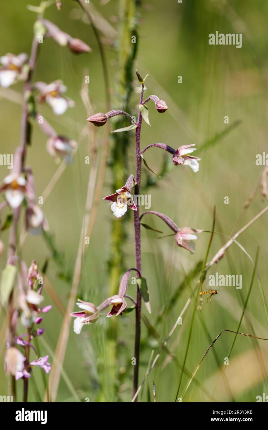 Epipactis palustris, commonly known as the Marsh helleborine Stock Photo - Alamy