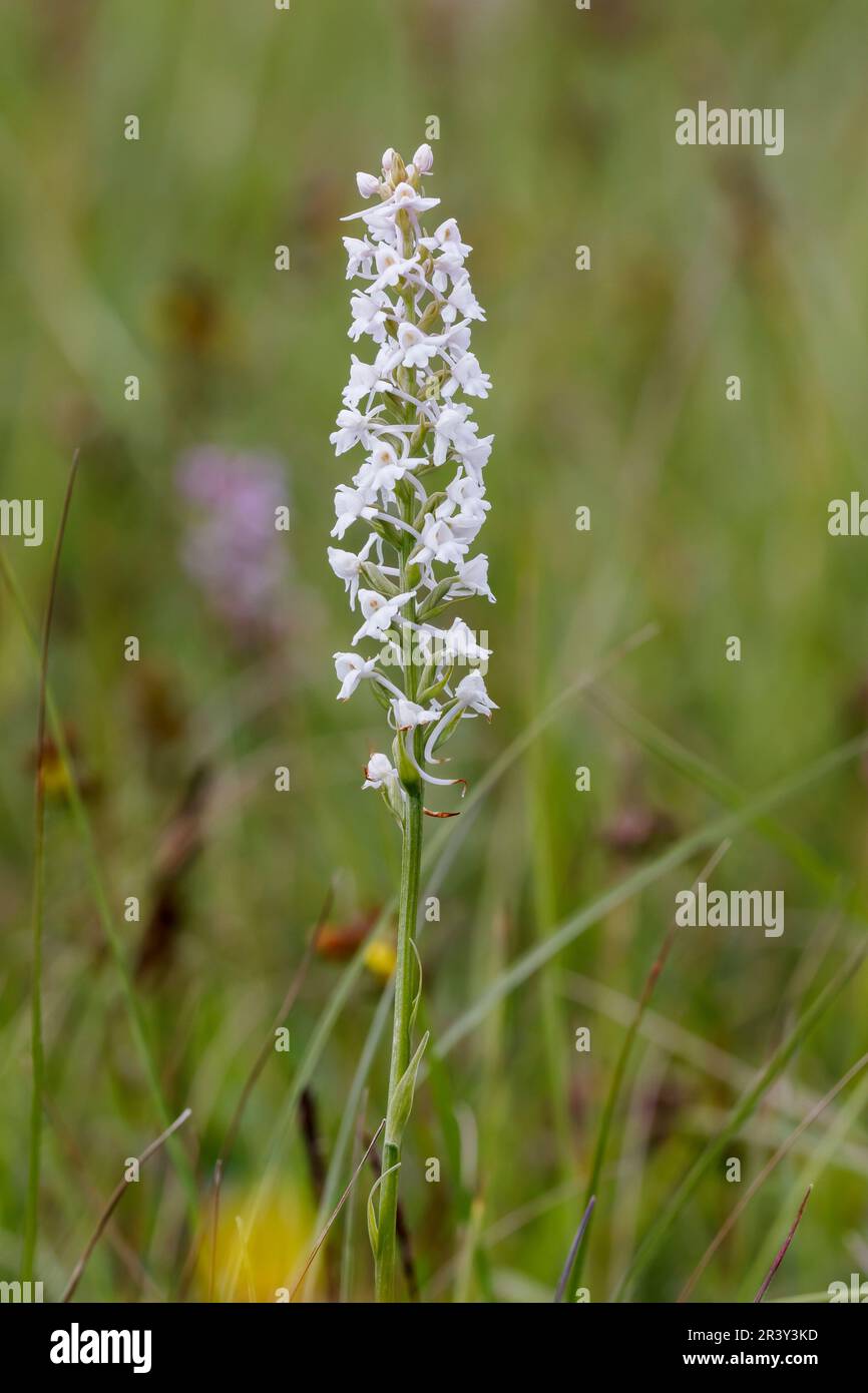 Gymnadenia conopsea, known as Fragant orchid, Marsh fragant orchid ...