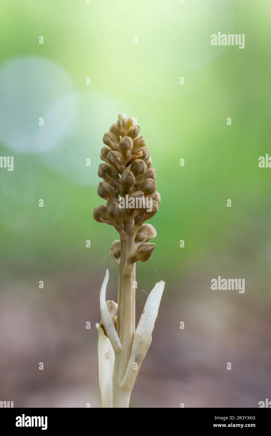 Neottia nidus-avis, known as the Bird's-nest orchid Stock Photo - Alamy