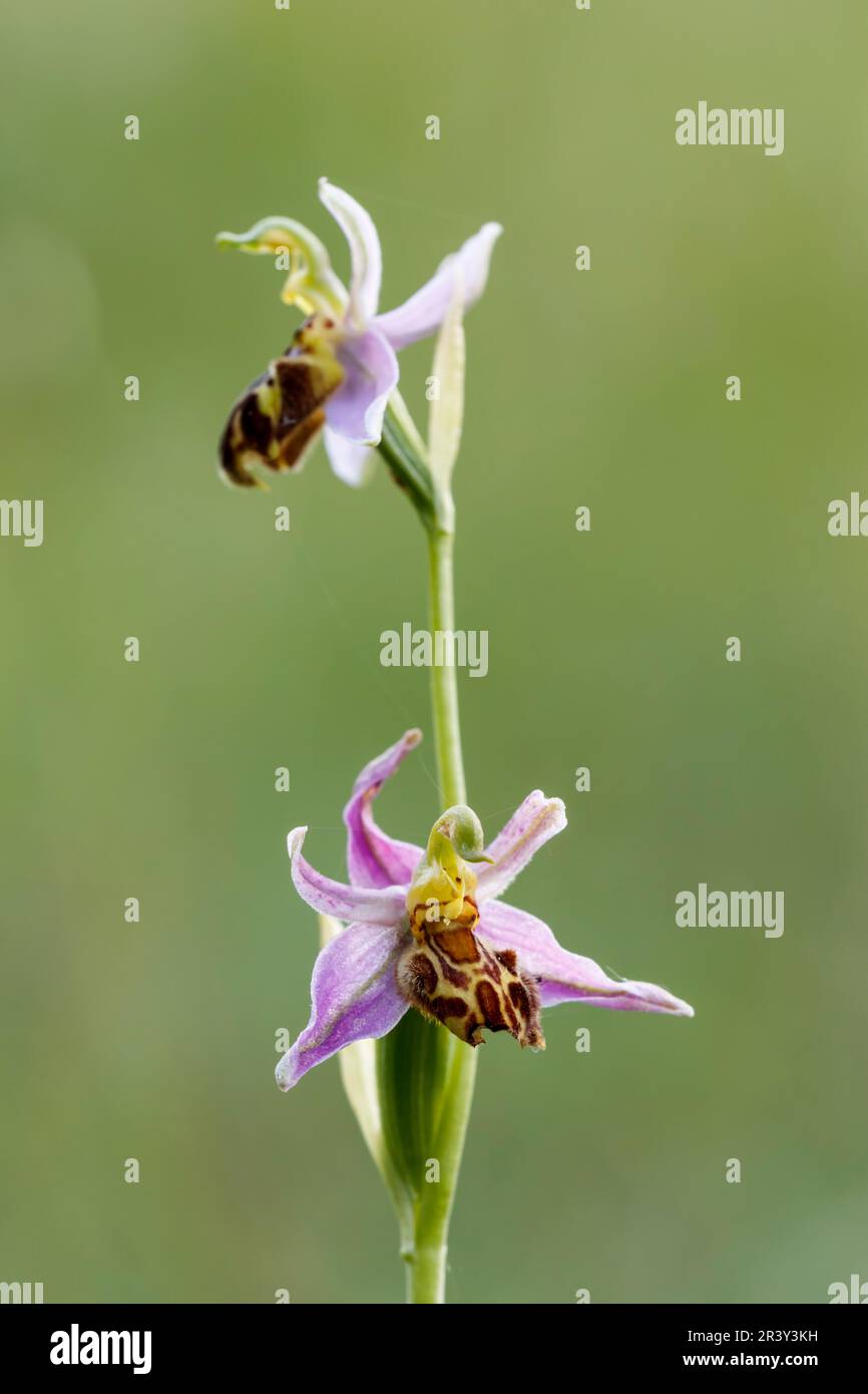 Ophrys apifera, ssp. friburgensis, known as the Bee orchid Stock Photo ...