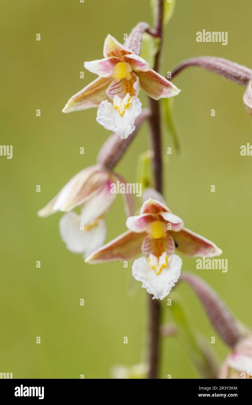 Epipactis palustris, commonly known as the Marsh helleborine Stock ...