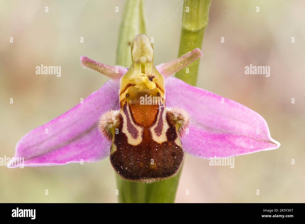 Ophrys apifera, known as the Bee orchid Stock Photo - Alamy