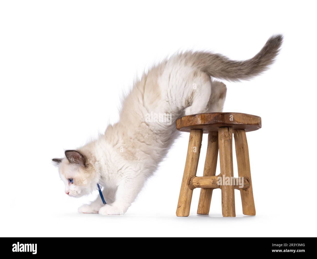 Cute bicolor Ragdoll cat kitten, stepping down from little stool ...