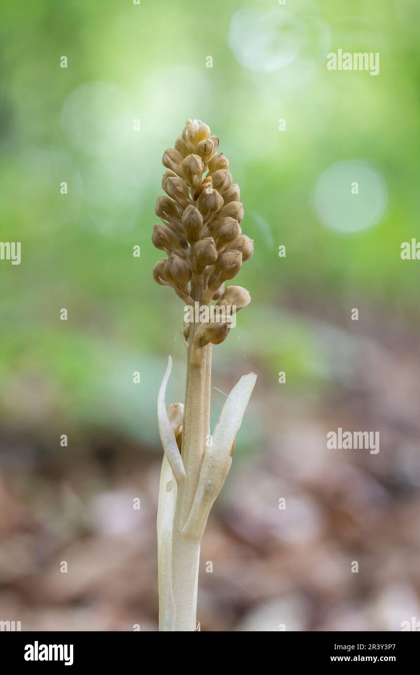 Neottia nidus-avis, known as the Bird's-nest orchid Stock Photo - Alamy