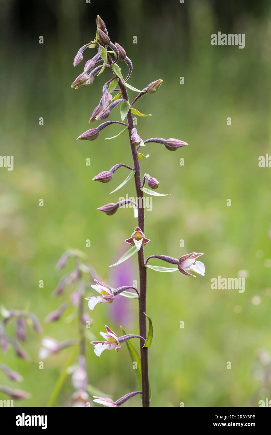 Epipactis palustris, commonly known as the Marsh helleborine Stock ...