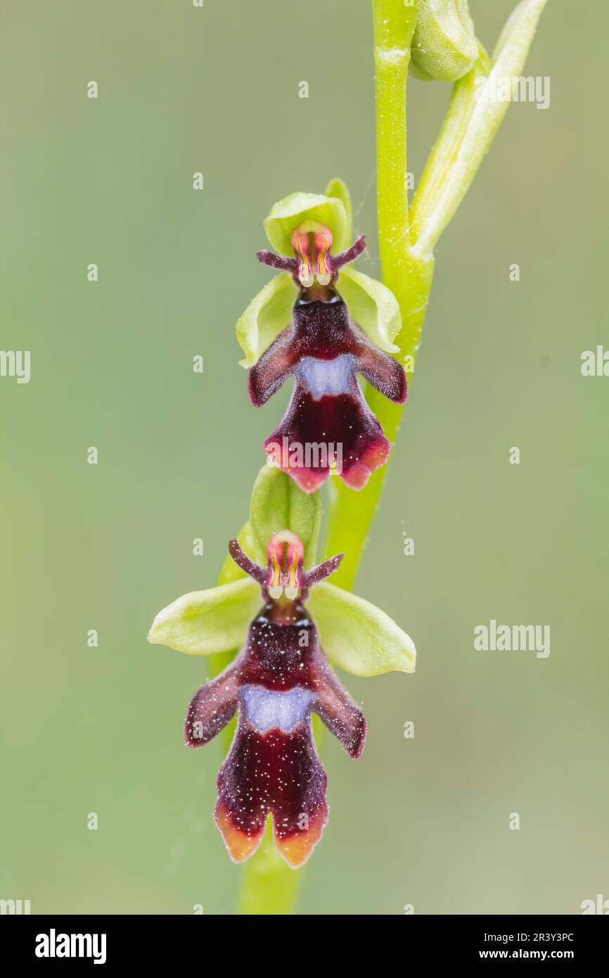 Ophrys insectifera, known as Fly orchid, Insect-bearing ophrys Stock ...