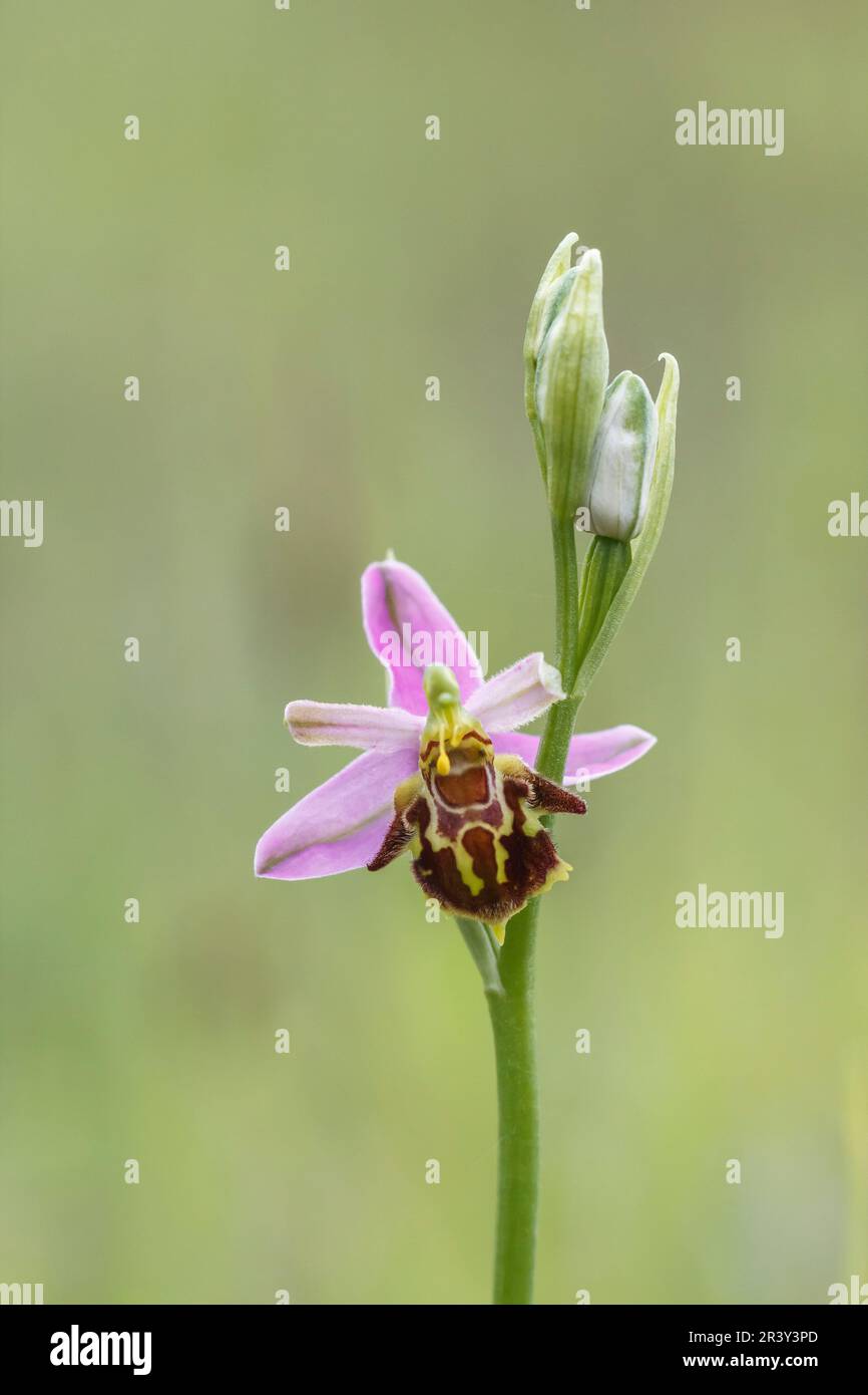 Ophrys apifera, ssp. friburgensis, known as the Bee orchid Stock Photo ...