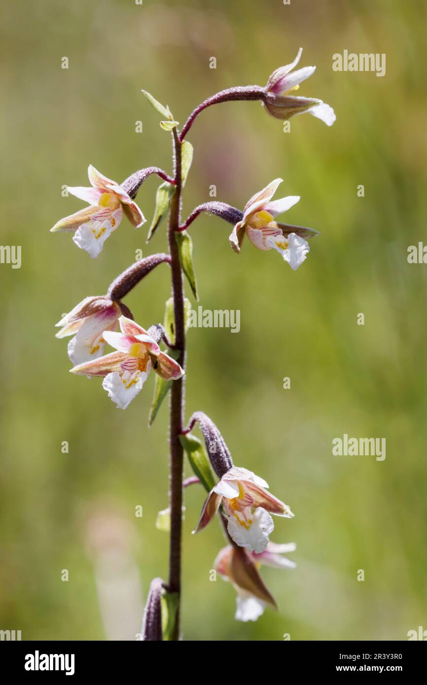 Epipactis palustris, commonly known as the Marsh helleborine Stock ...