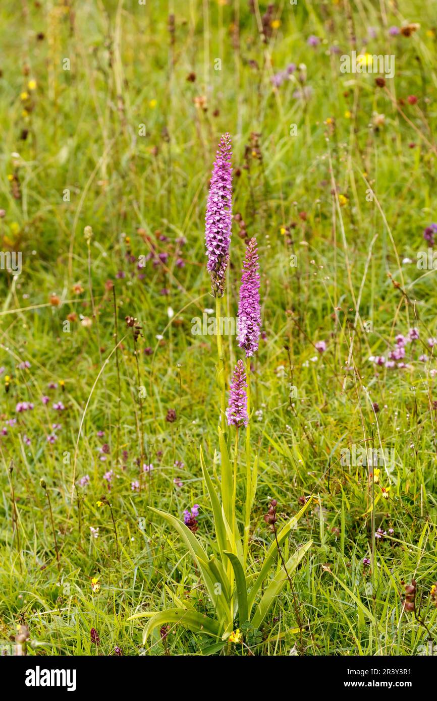 Gymnadenia conopsea, known as Fragant orchid, Marsh fragant orchid ...