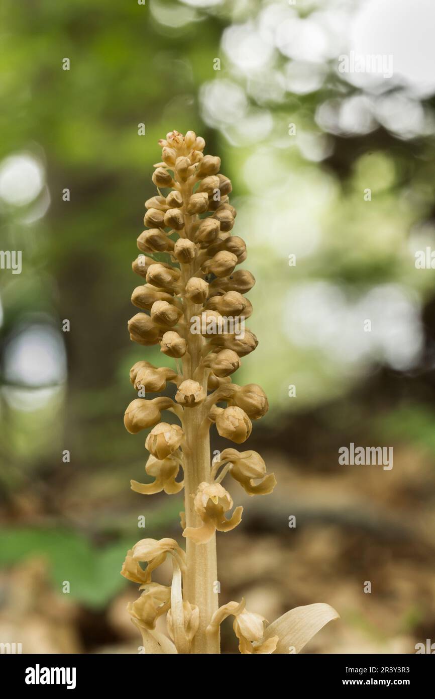 Neottia nidus-avis, known as the Bird's-nest orchid Stock Photo - Alamy