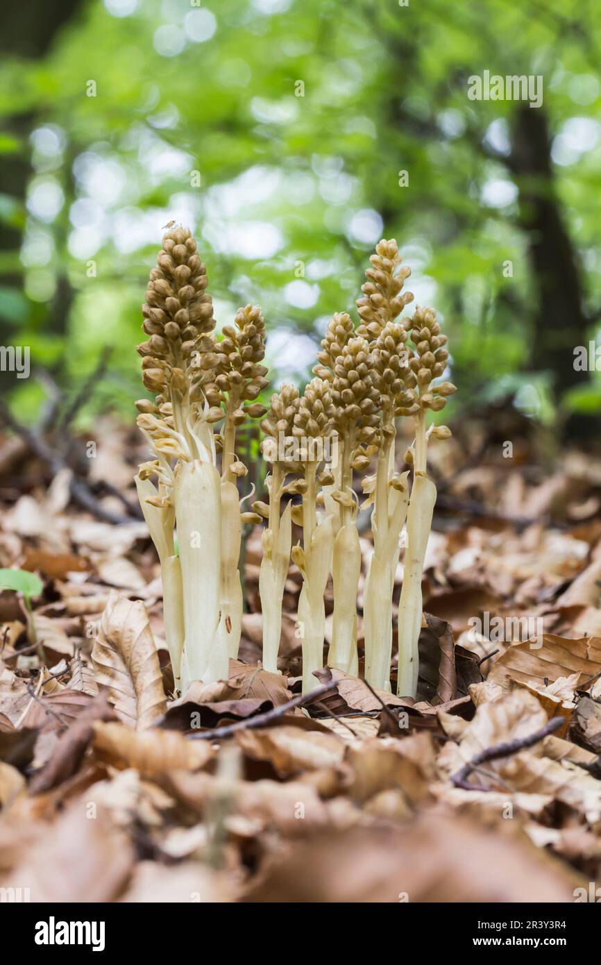Neottia nidus-avis, known as the Bird's-nest orchid Stock Photo - Alamy