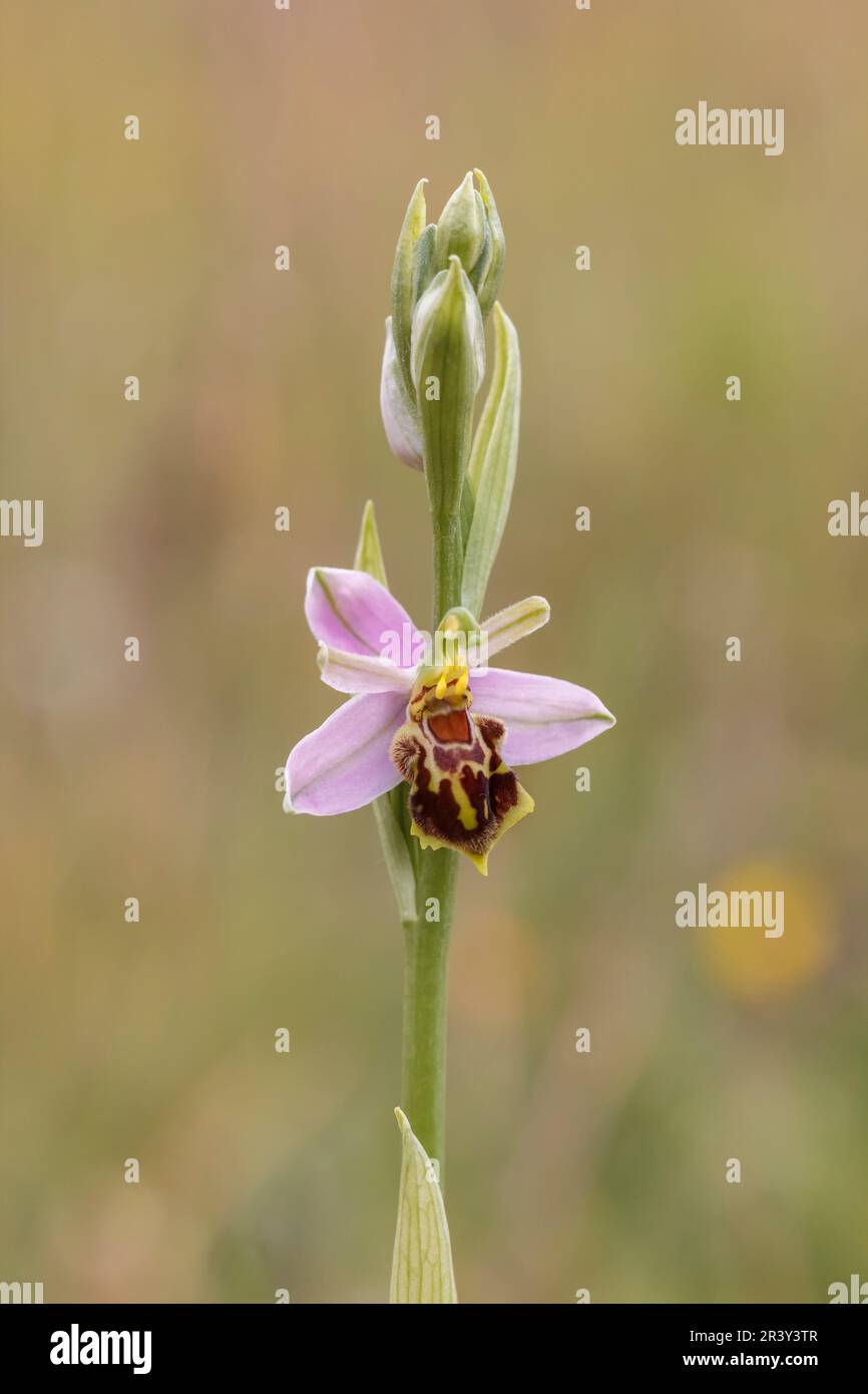 Ophrys apifera, ssp. friburgensis, known as the Bee orchid Stock Photo ...