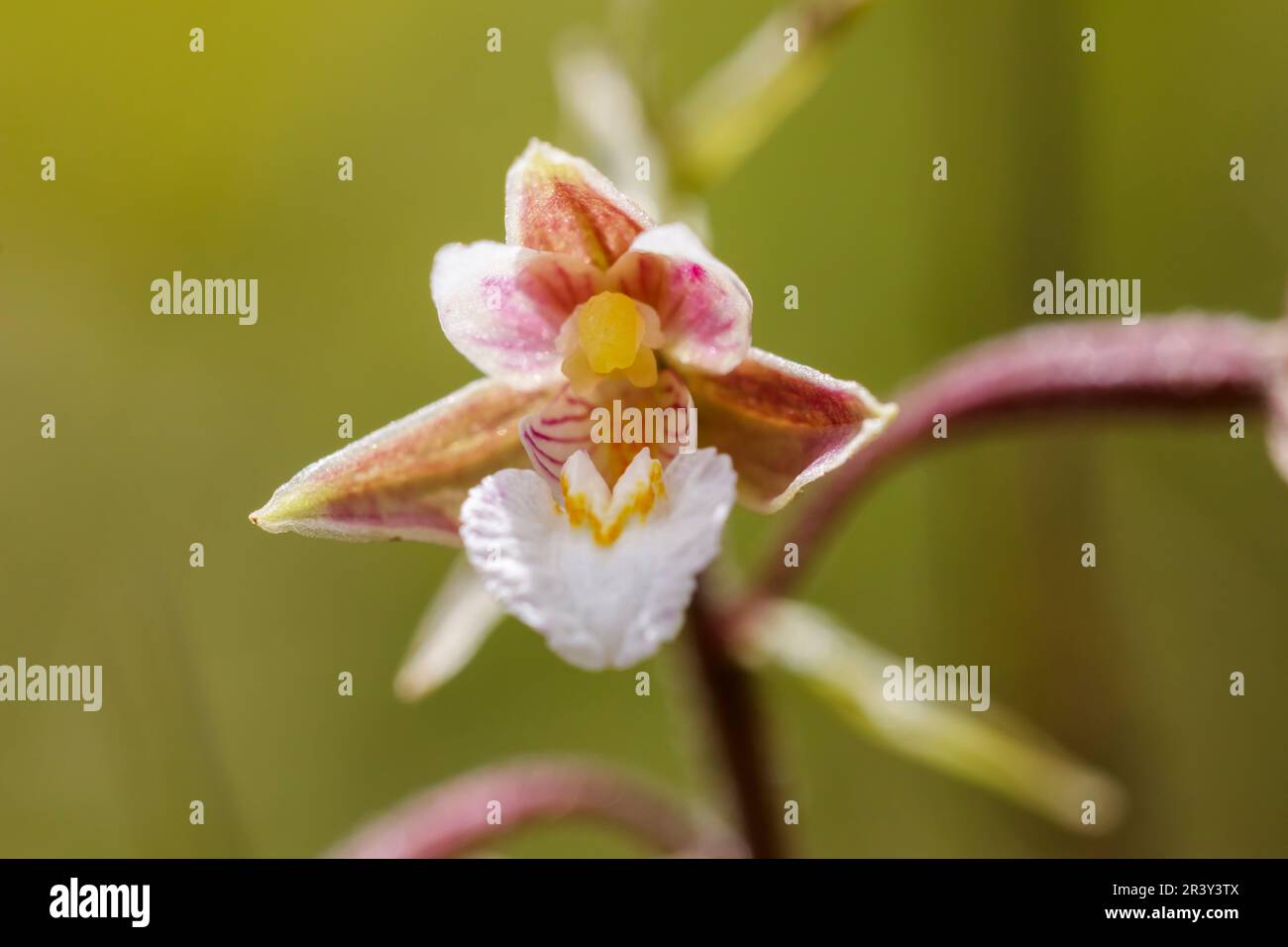 Epipactis palustris, commonly known as the Marsh helleborine Stock ...