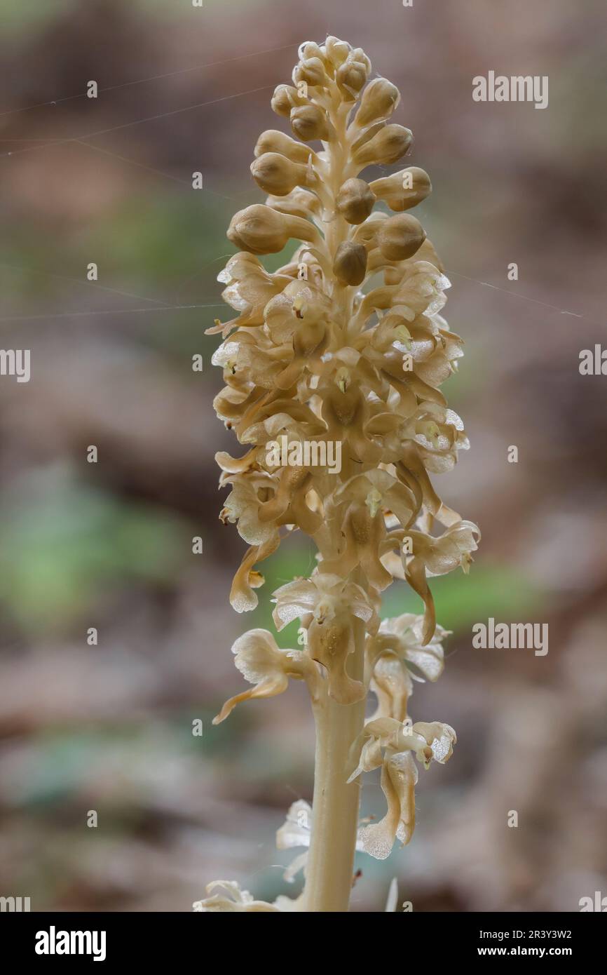Neottia nidus-avis, known as the Bird's-nest orchid Stock Photo - Alamy