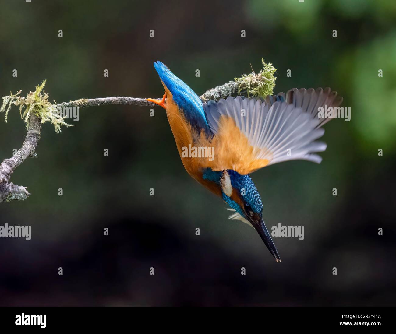 An adult European Kingfisher, (Alcedo atthis), in mid flight as it ...