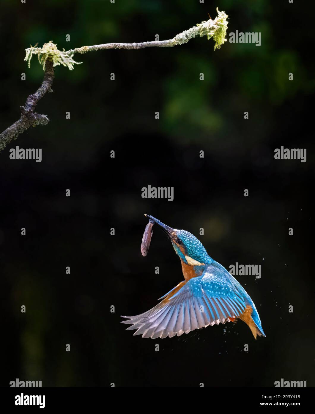 An adult European Kingfisher, (Alcedo atthis), in mid flight as flies ...