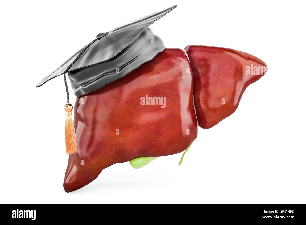 Human liver with gallbladder with education hat, 3D rendering isolated ...