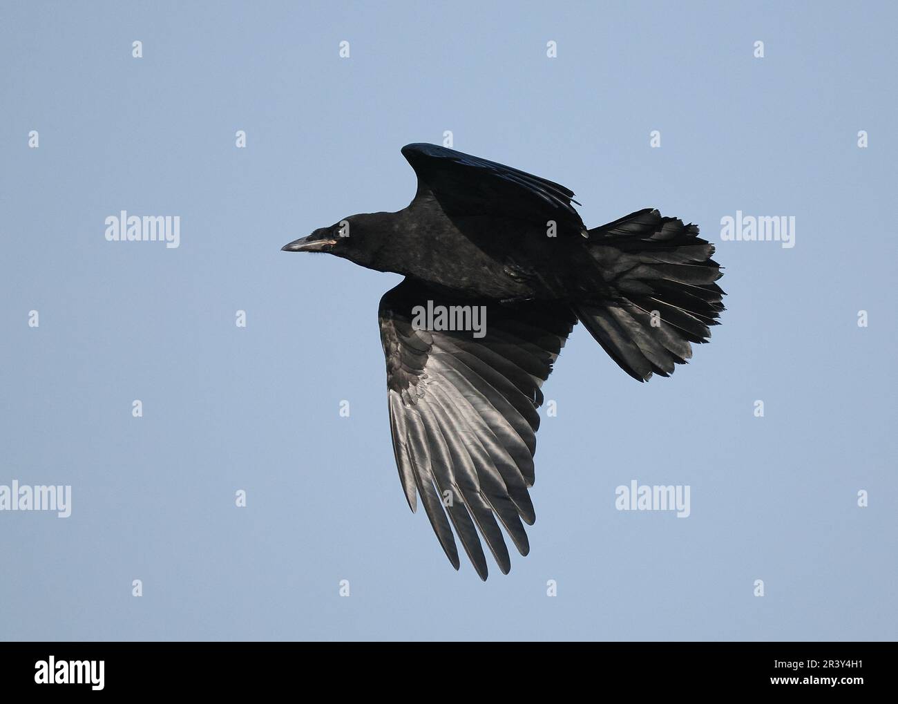 British crows hi-res stock photography and images - Alamy