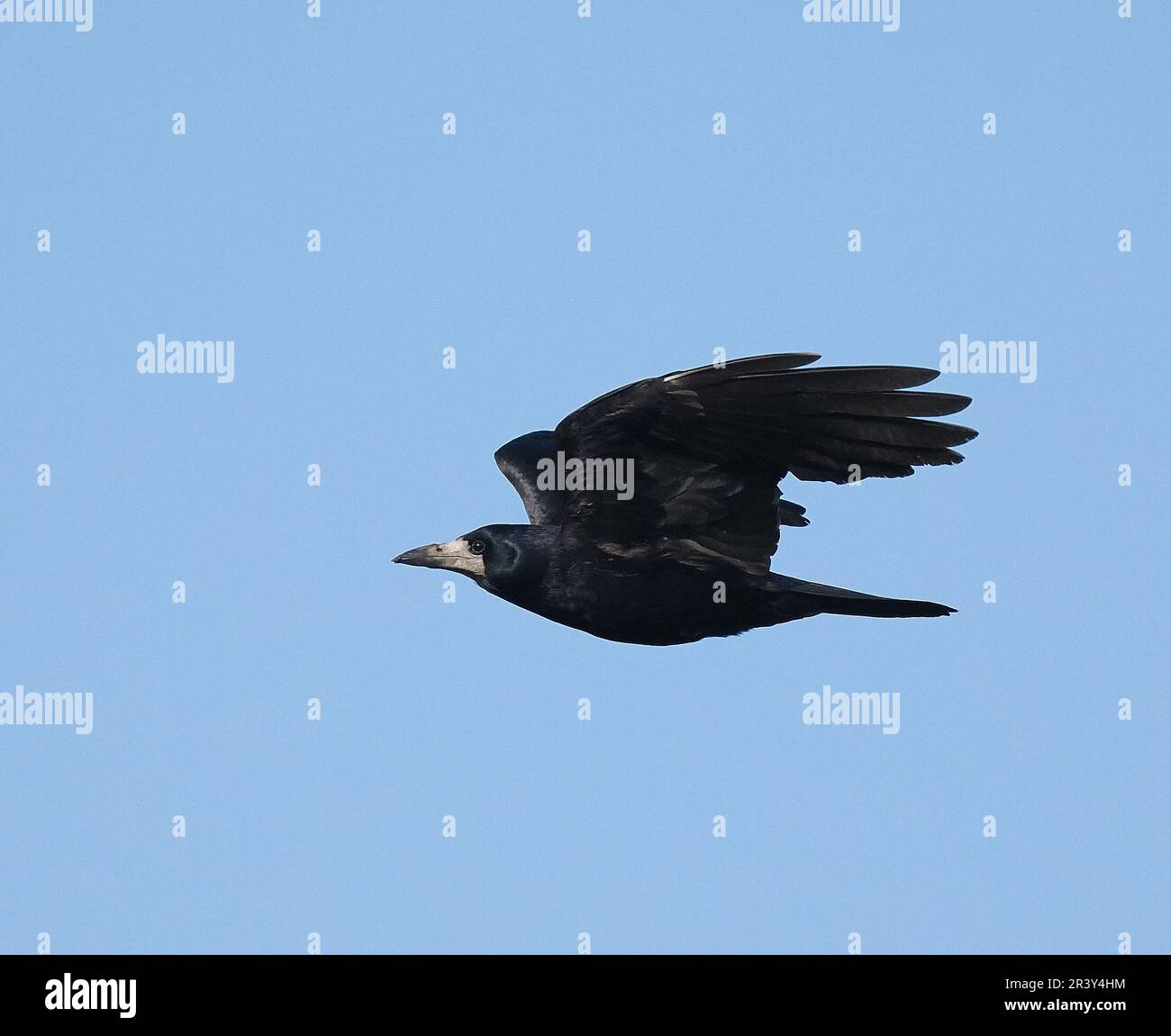 Rooks are only slightly smaller than carrion crows, the pale base to ...