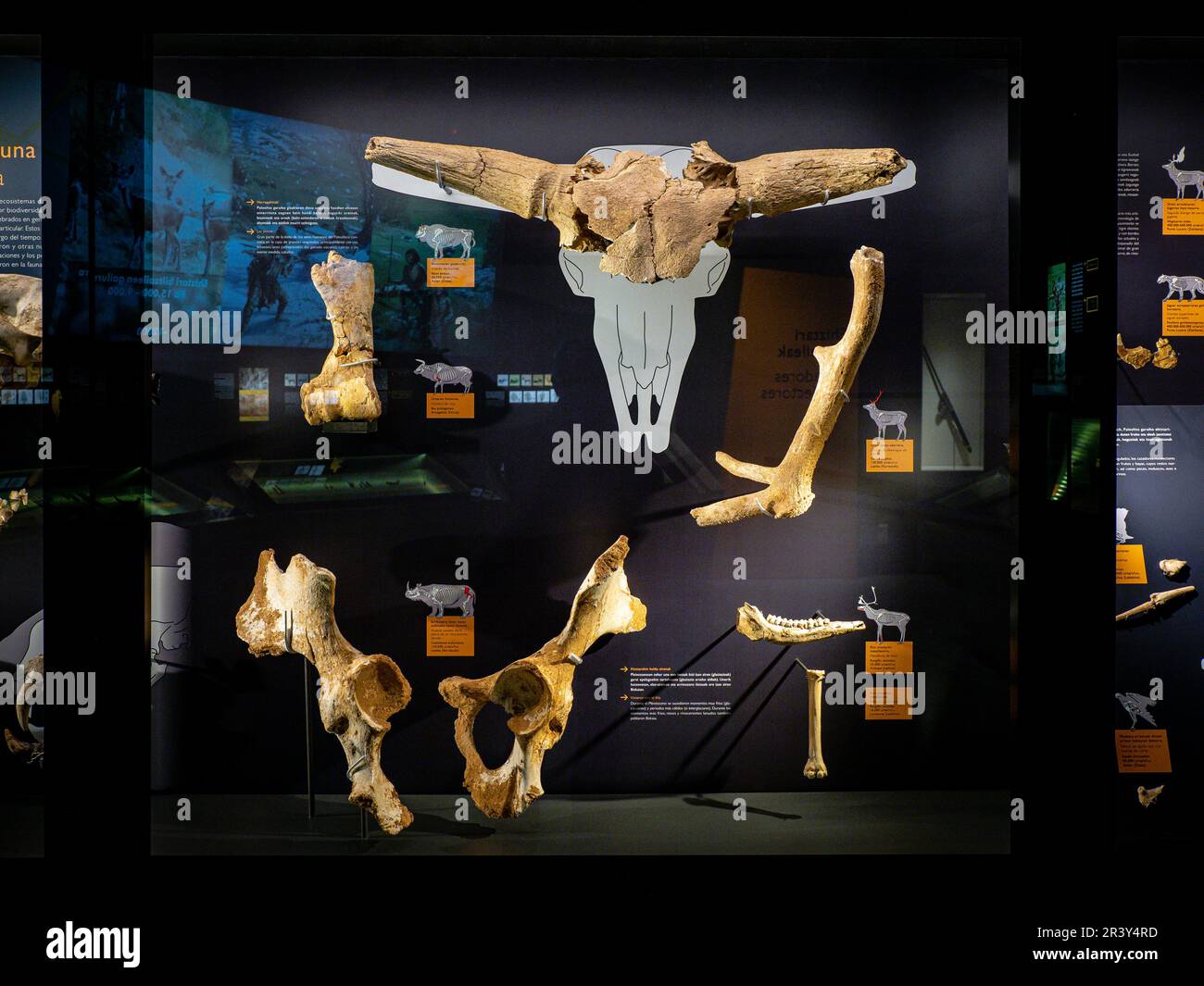 Restos oseos del pleistoceno Stock Photo - Alamy