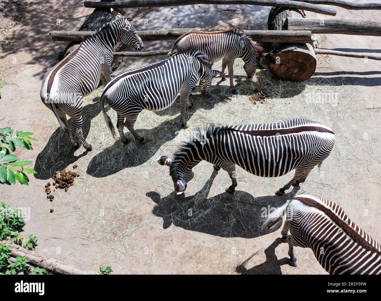 Leipzig, Germany. 25th May, 2023. Zebras stand in the Kiwara savannah ...