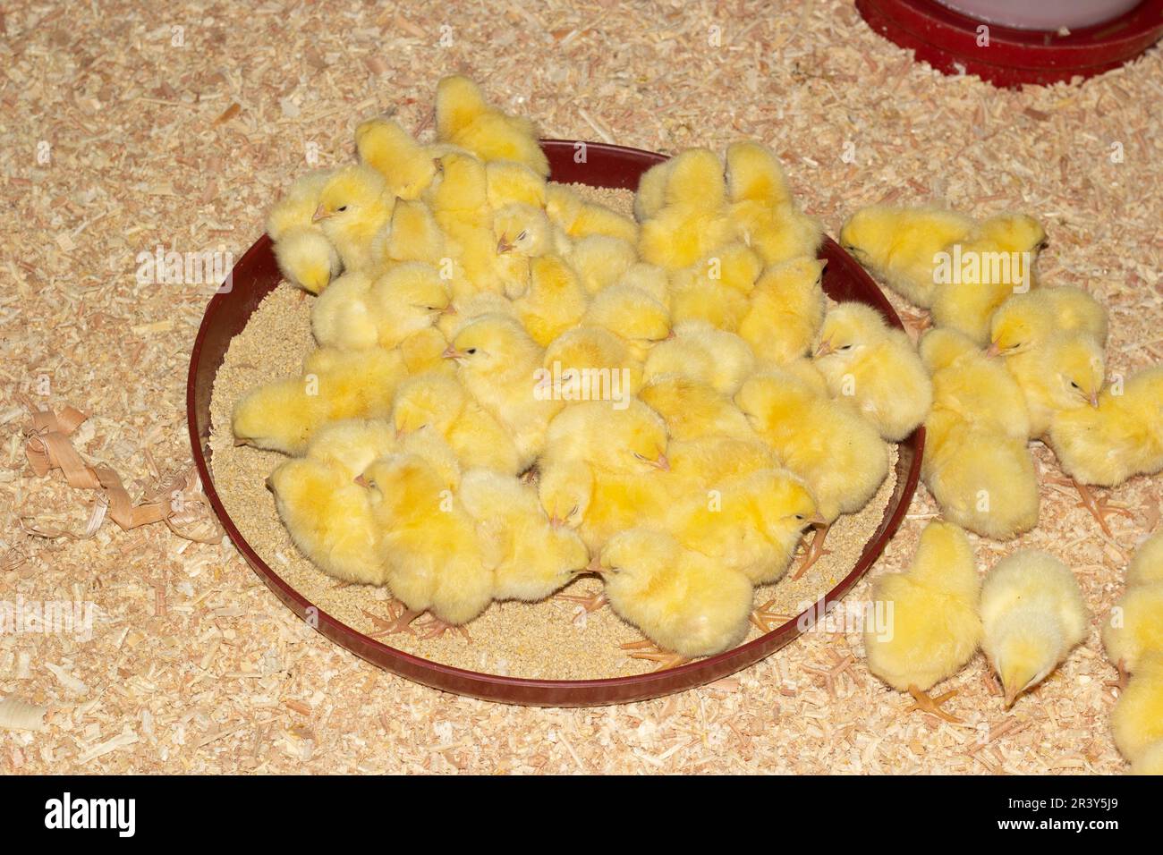 Young yellow baby chicks on a poultry farm Stock Photo - Alamy