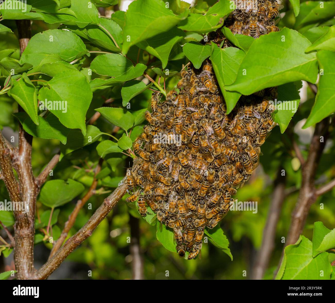 Cocoon bee hi-res stock photography and images - Alamy