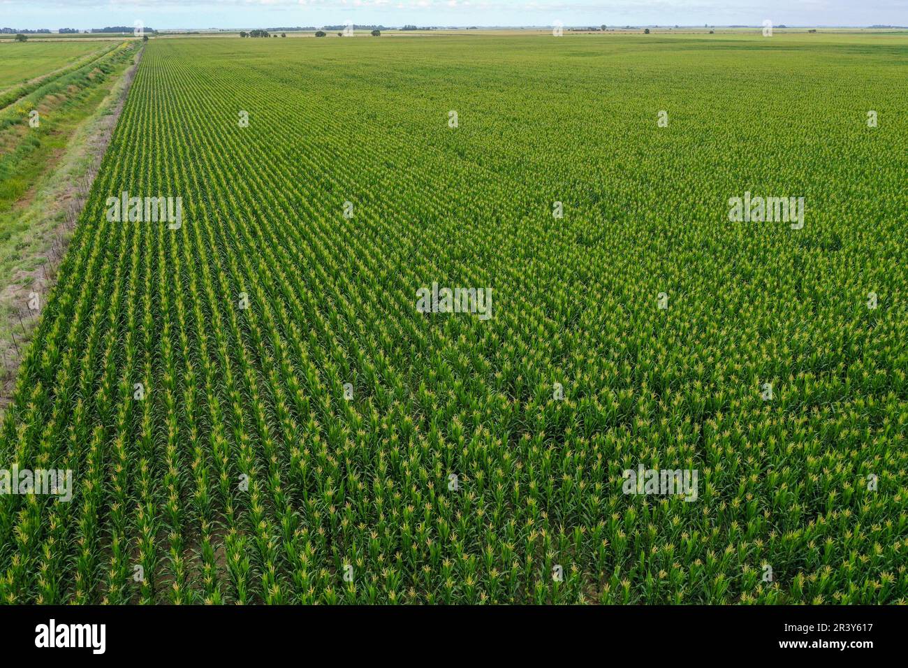 Sunflower field in the Argentine Countryside, La Pampa Province ...