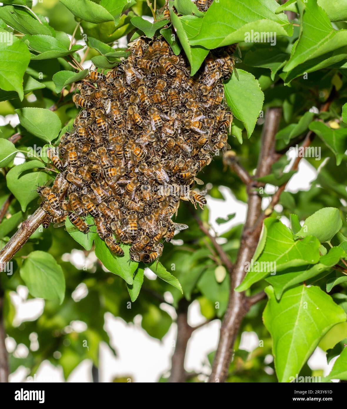 Close up of bees. Swarm of bees, their thousands and the queen bee ...