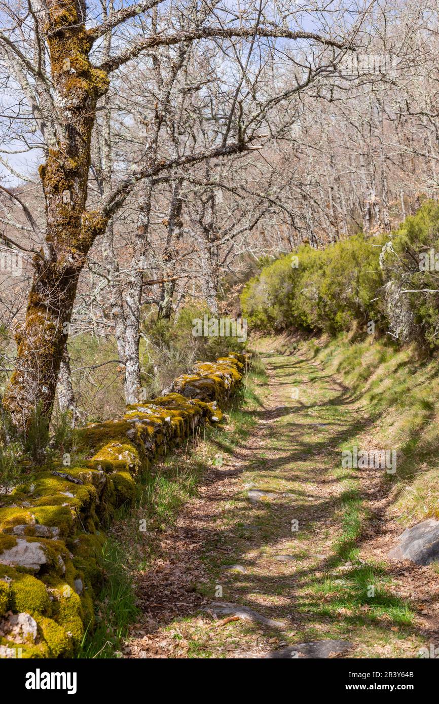 The road in the Camino de Santiago pilgrimage, crossing a green forest ...