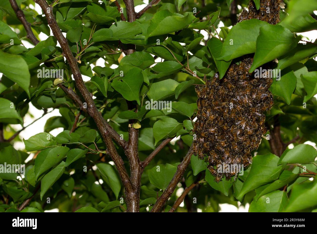 Thousands of bee hi-res stock photography and images - Alamy