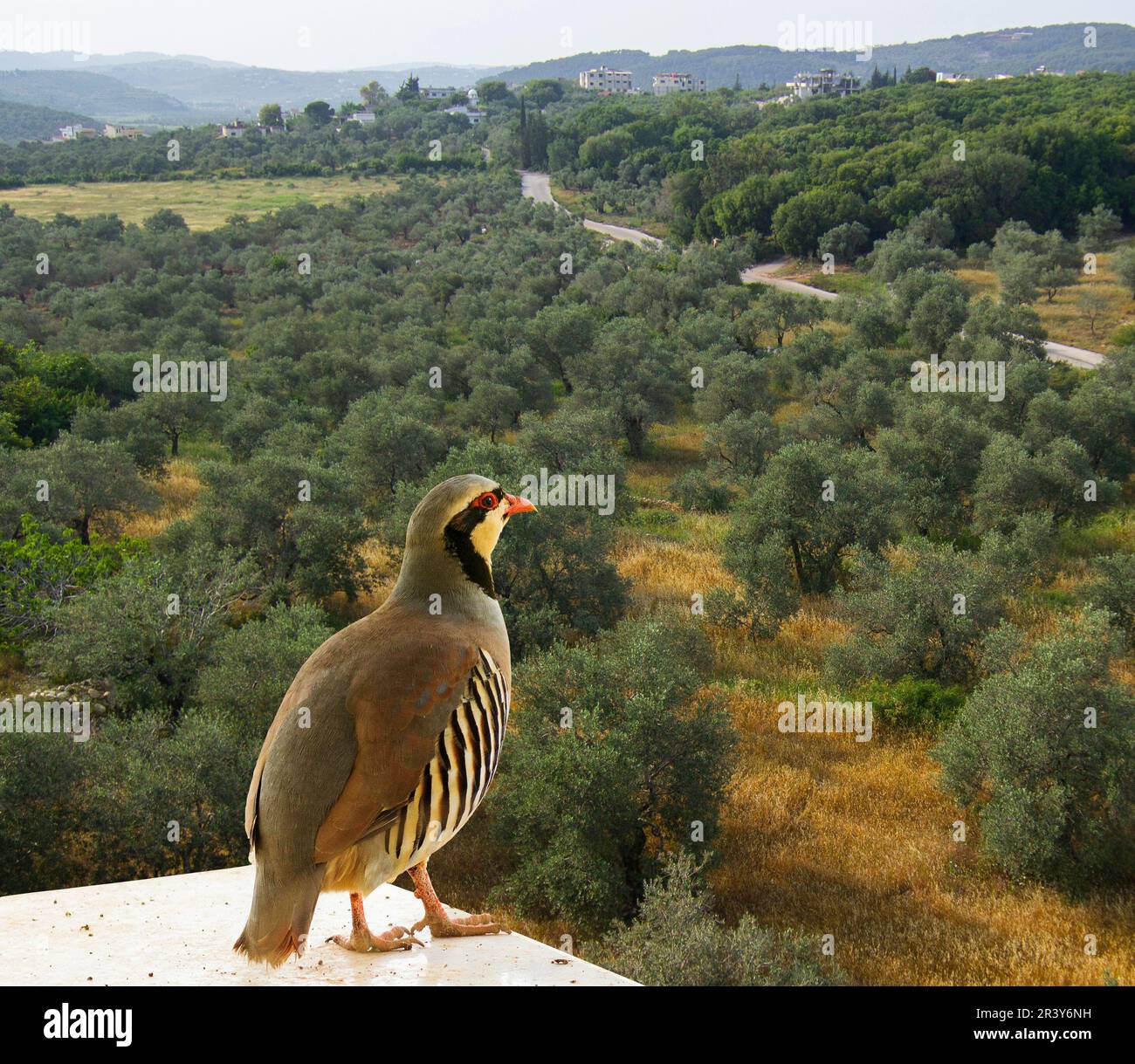 Flying partridge hi-res stock photography and images - Alamy
