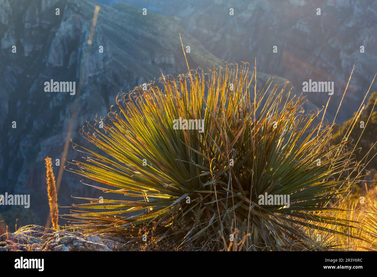 Plants in Mexico Stock Photo - Alamy