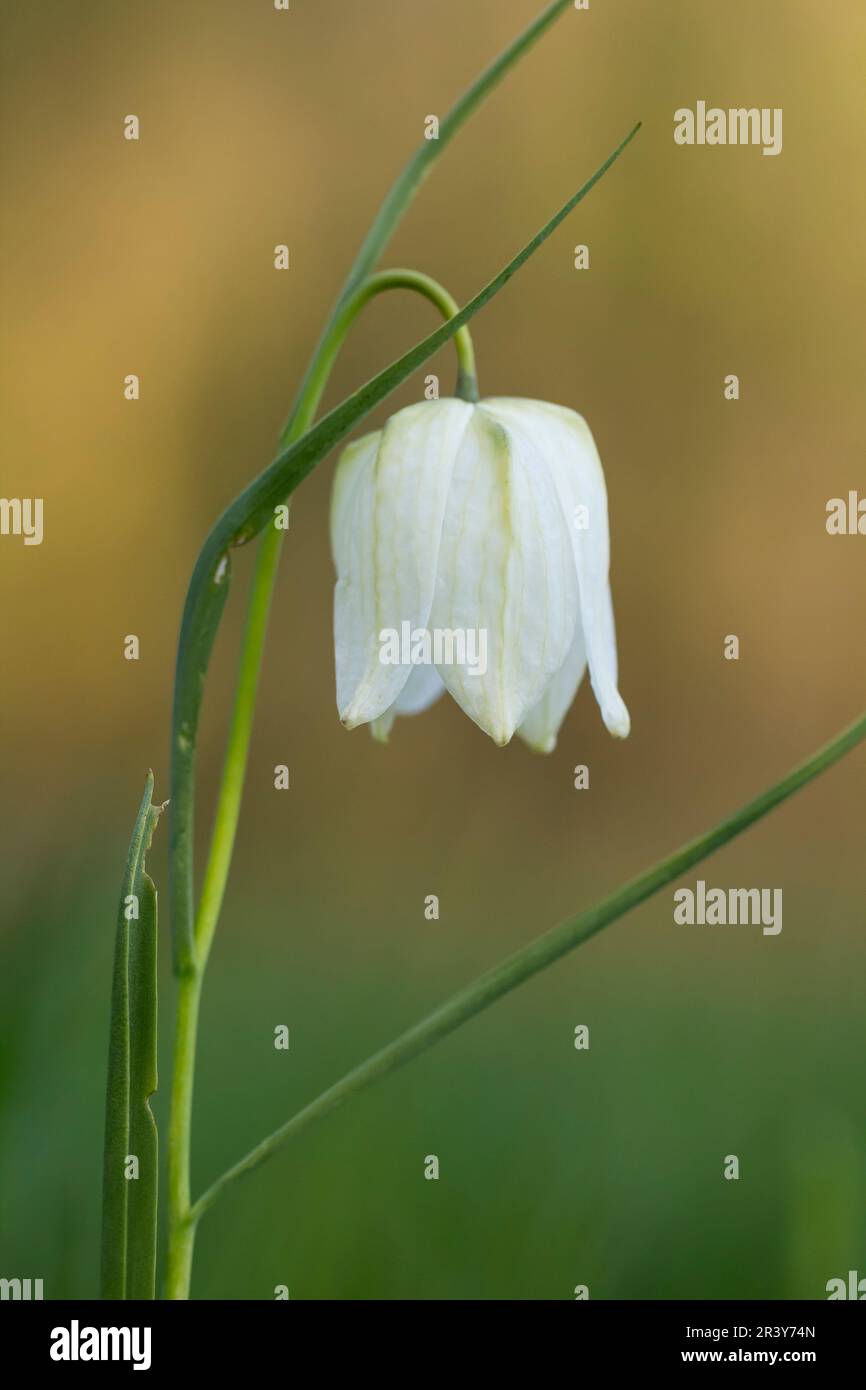 Fritillaria meleagris, (white variety), known as Snake's fritillary ...